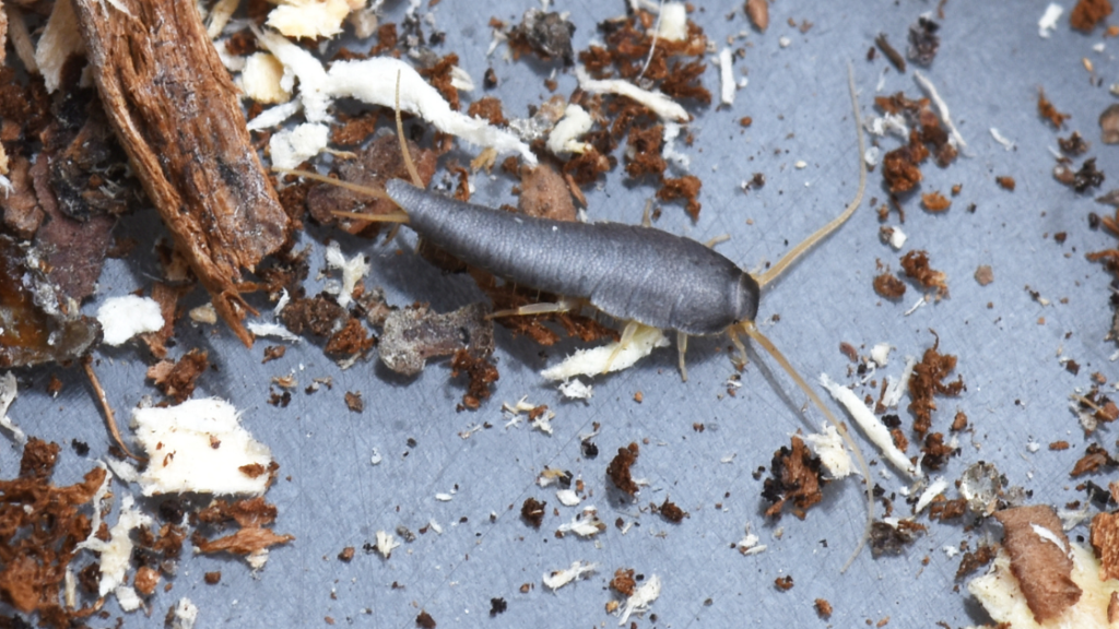Silverfish - Toro Pest Management