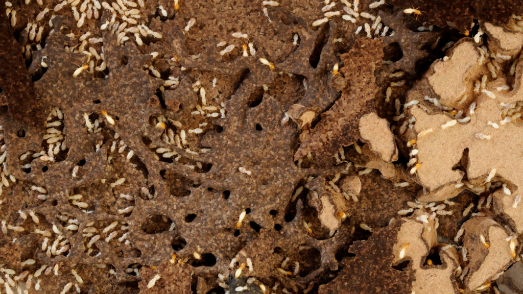 Termite - Toro Pest Management
