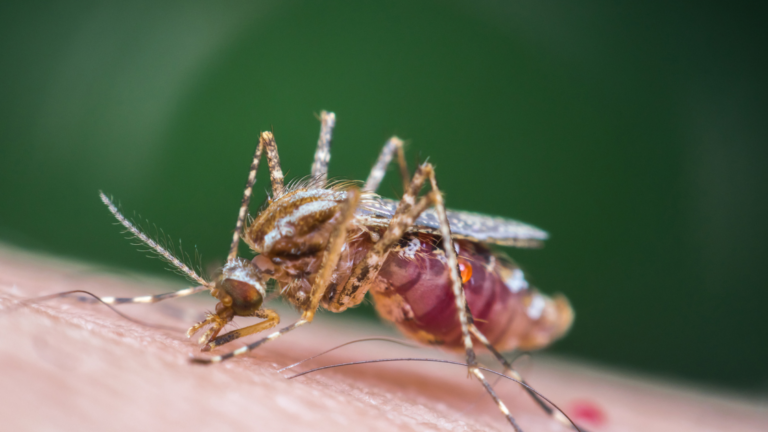 Aedes Aegypti Mosquito - Toro Pest Management