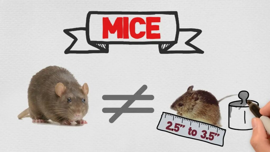 Videos - Toro Pest Management