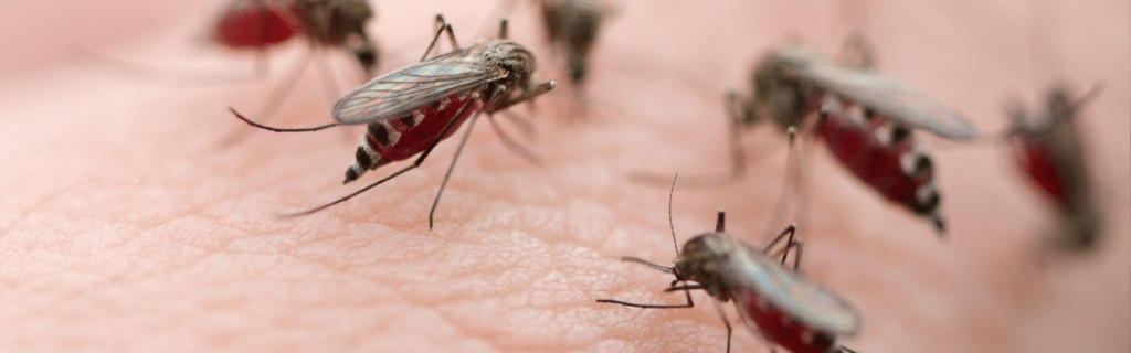 Mosquitoes - Toro Pest Management